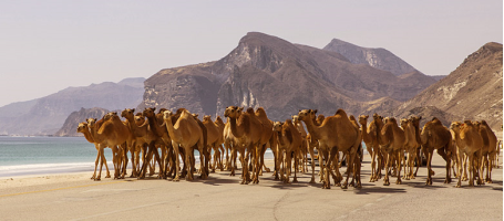Oman Rundreisen | Muscat, Wahiba Sands & mystische Oasen
